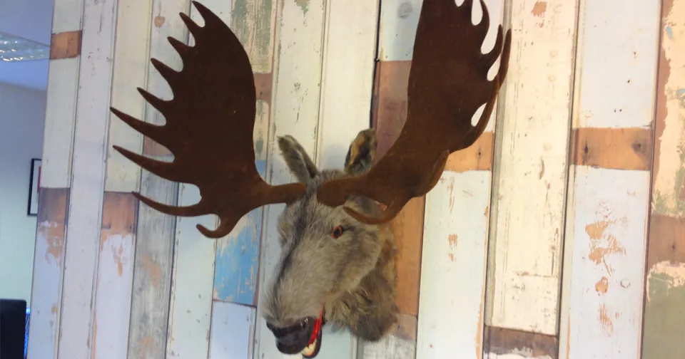 Manuel the Talking Moose | Torchbox